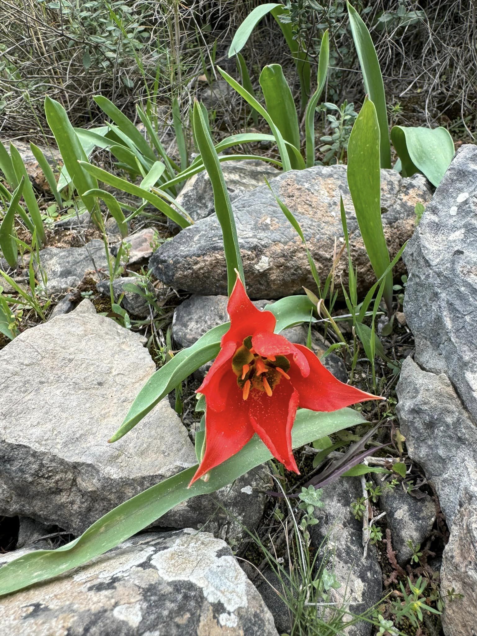 Καλημέρα Χίος | Alithia.gr