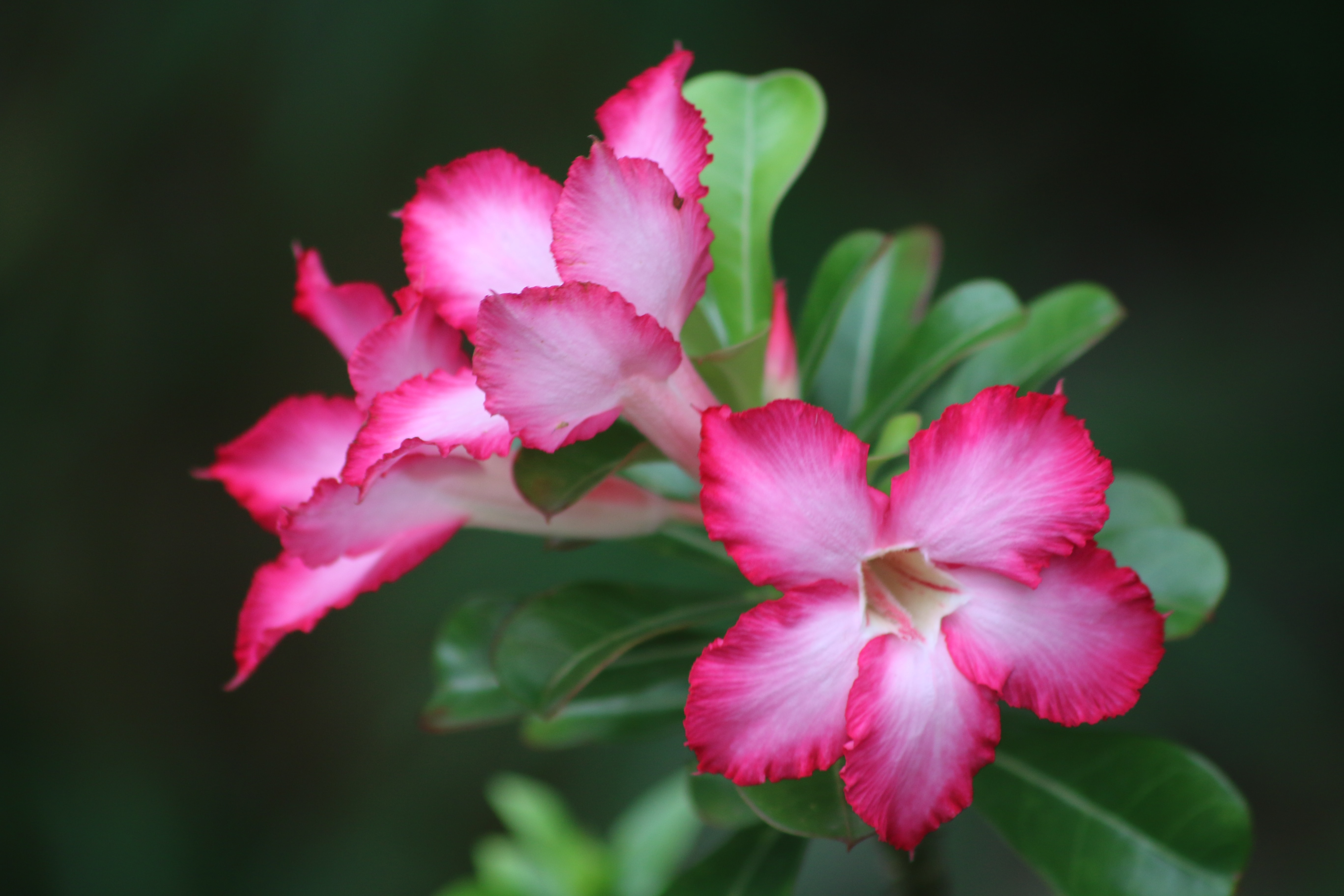 5 φυτά που θα φέρουν τη Χαβάη στο μπαλκόνι σου | Alithia.gr