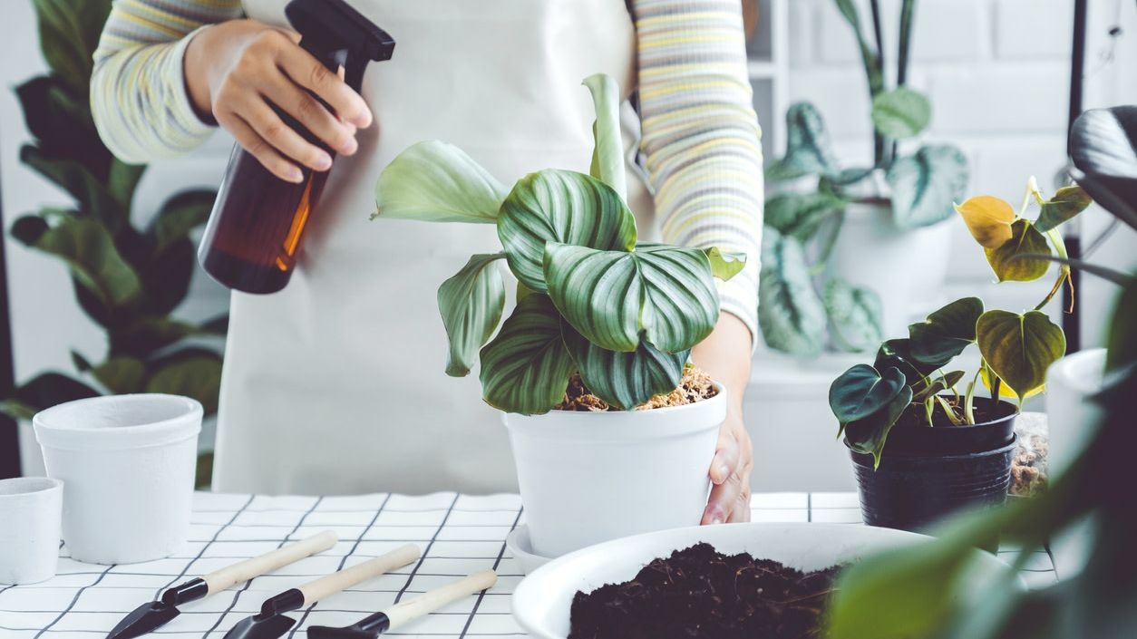 5 φυτά που χρειάζονται ελάχιστη φροντίδα | Alithia.gr