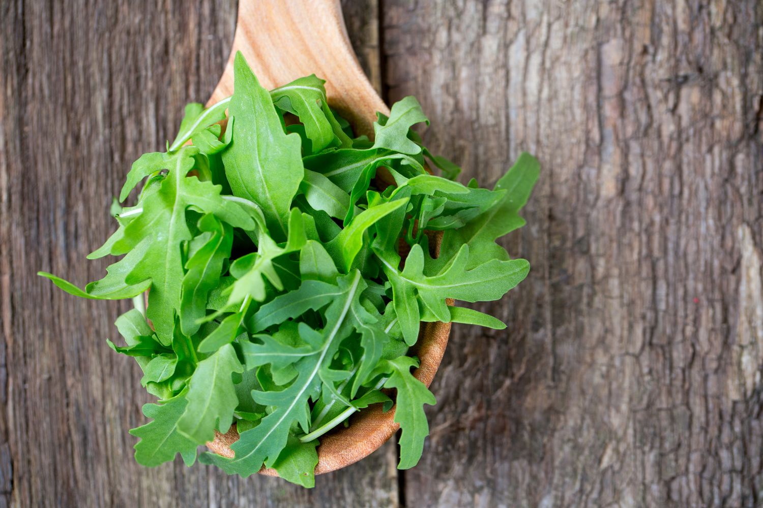 Γιατί πρέπει να βάζουμε ρόκα στη σαλάτα μας; | Alithia.gr